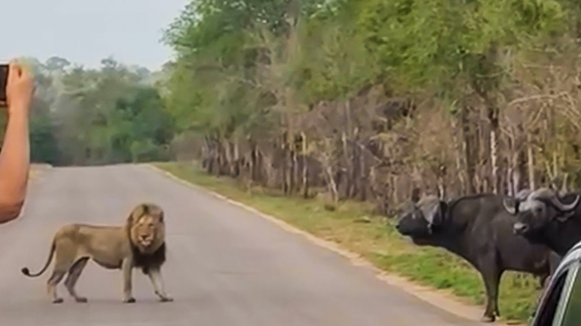 Lions Hunt Buffalo In The Middle Of The Road