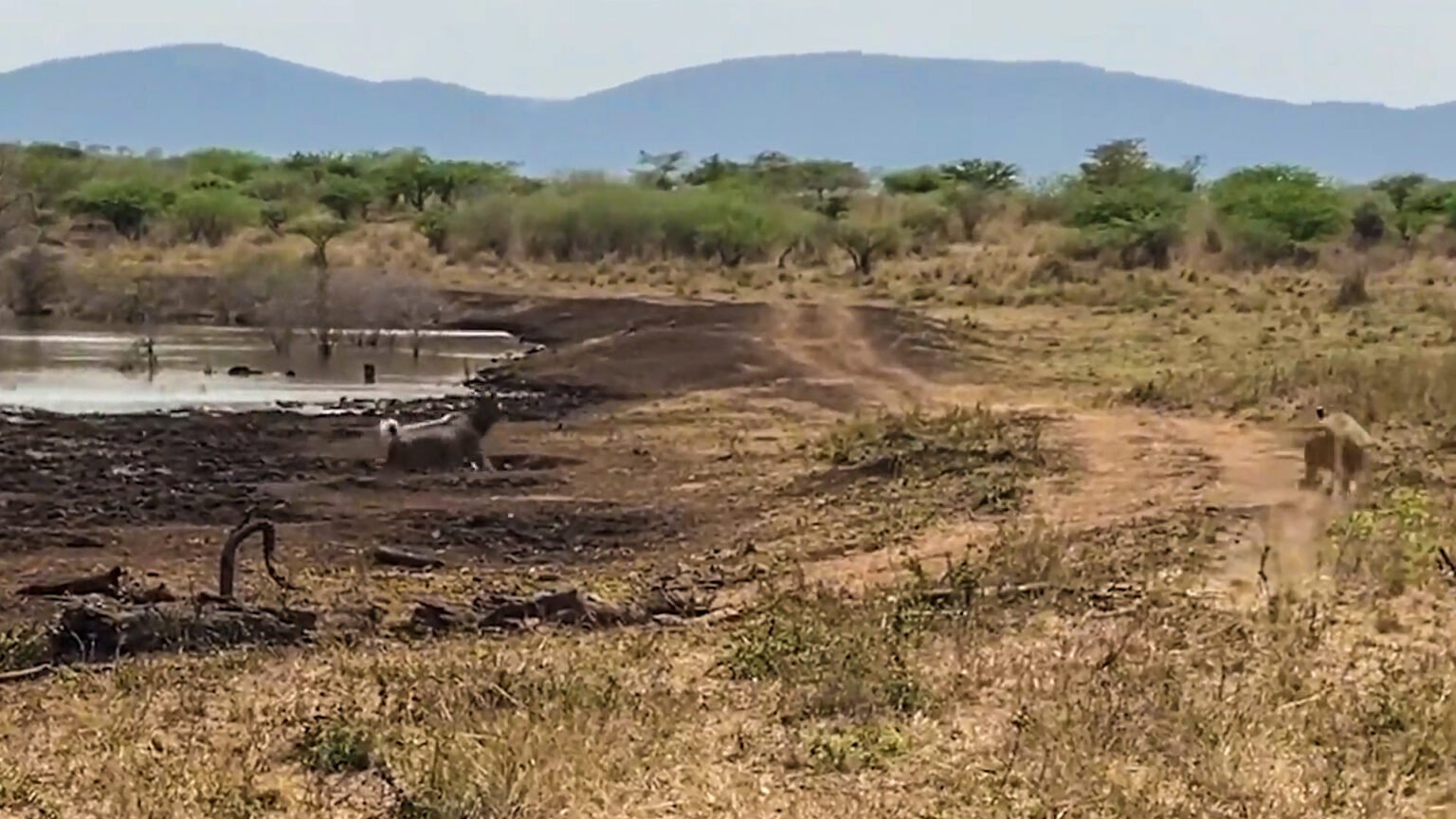 Nyala Escapes Croc… And Then A Lion