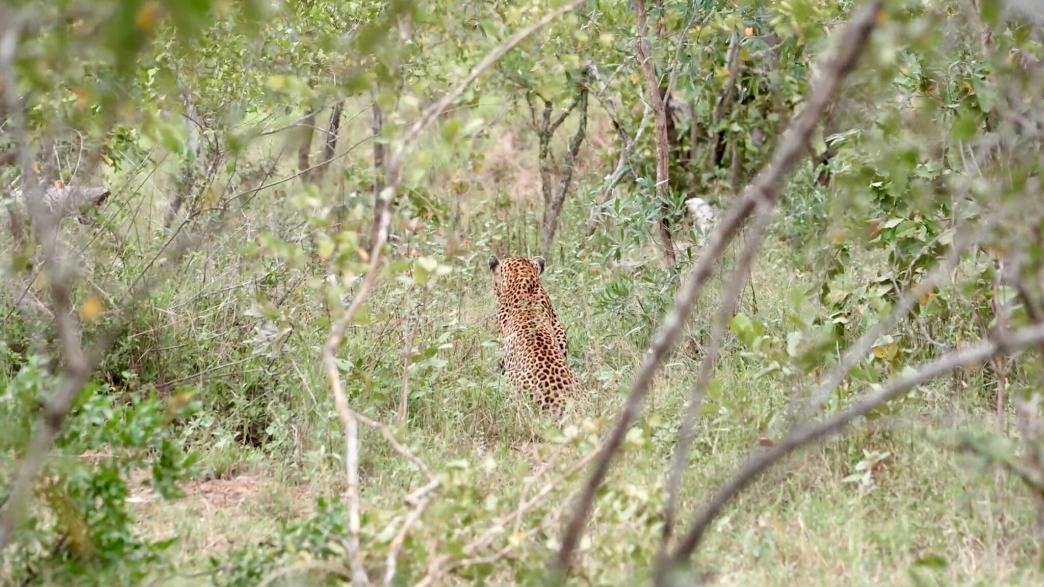 Leopard Takes Down Impala In Perfect Hunt