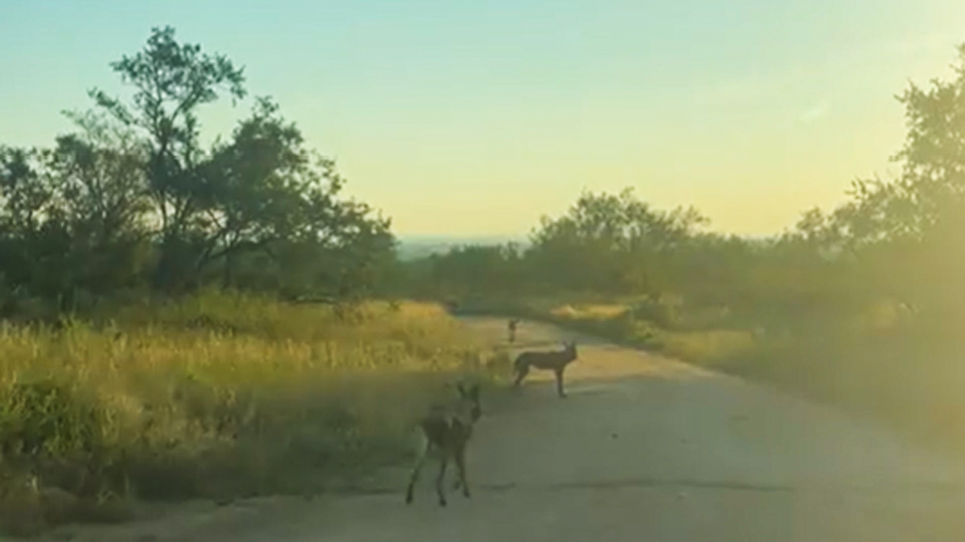 Tiny Elephant Chases Wild Dogs To Tourists' Delight