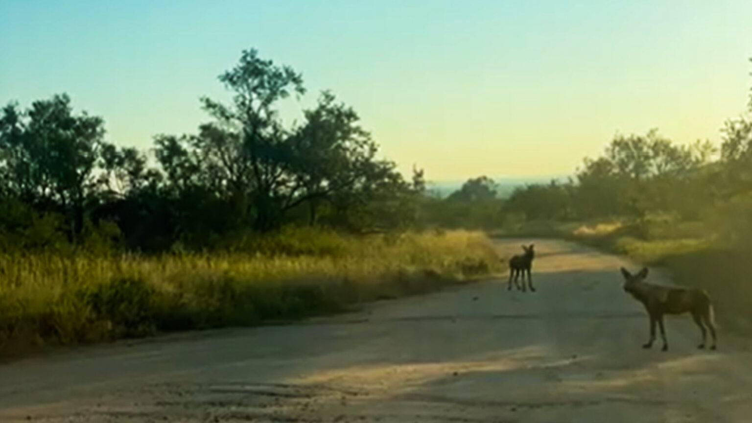 Tiny Elephant Chases Wild Dogs To Tourists' Delight