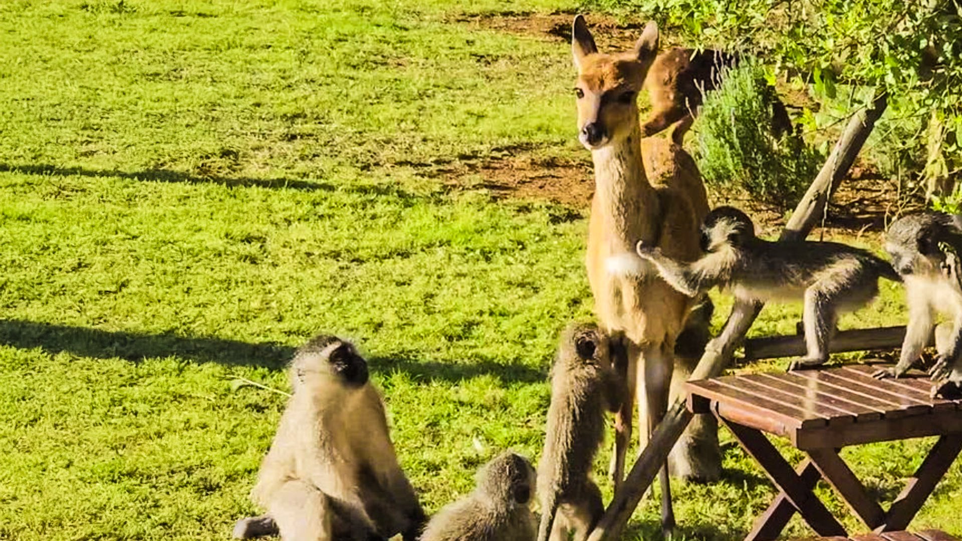 Vervet Monkeys Groom Bushbuck Mom Gently