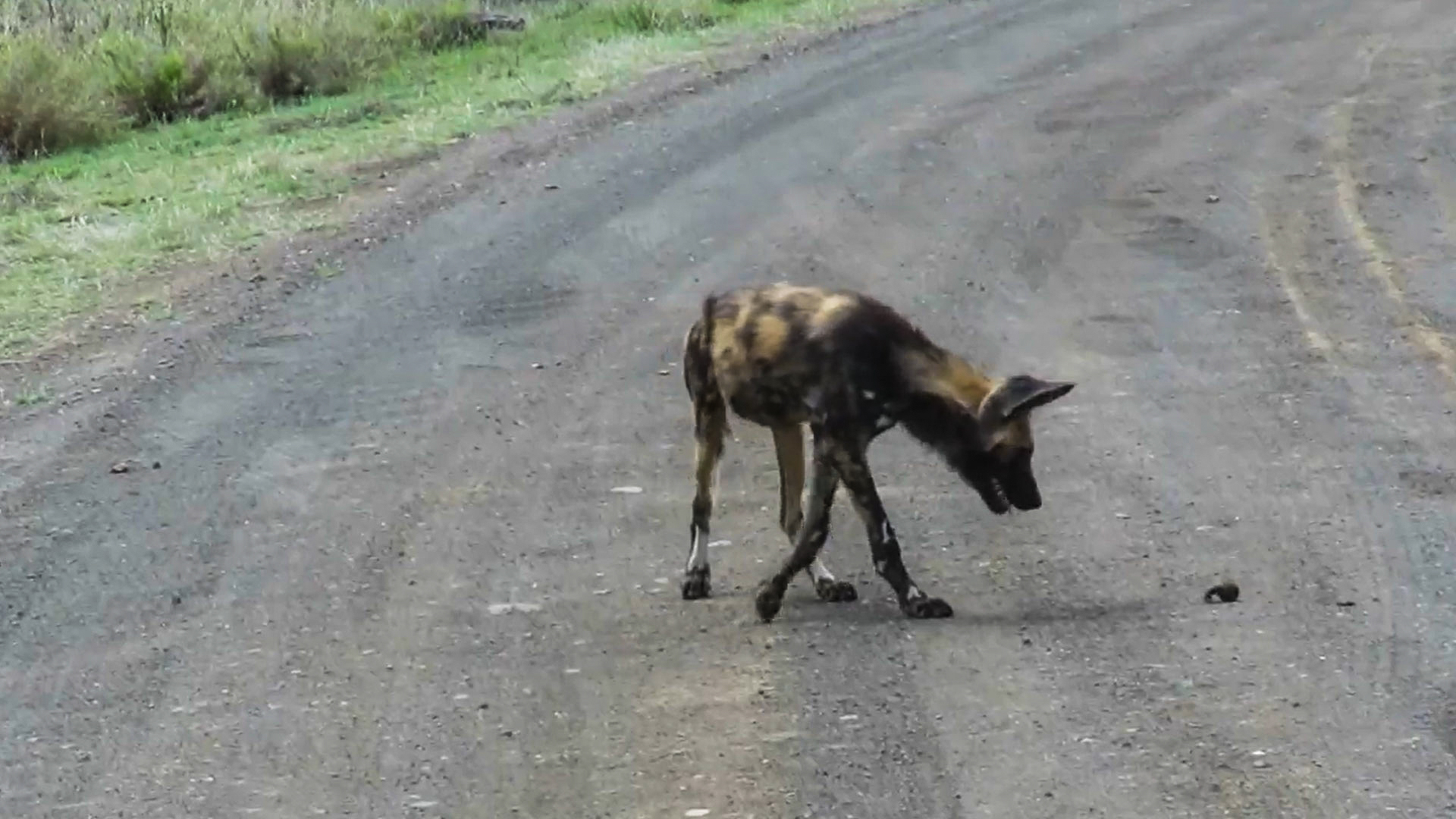 Wild Dog Flattens Giant Dung Beetle
