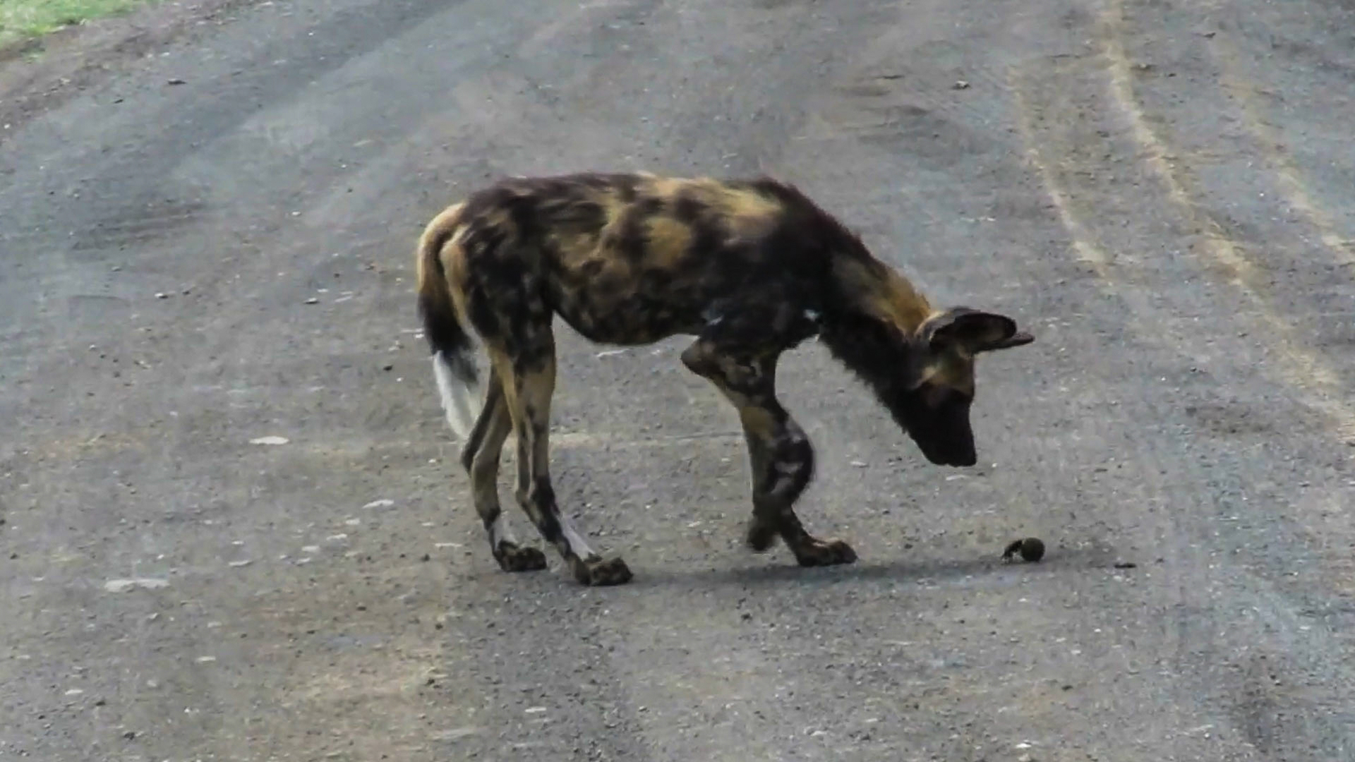 Wild Dog Flattens Giant Dung Beetle