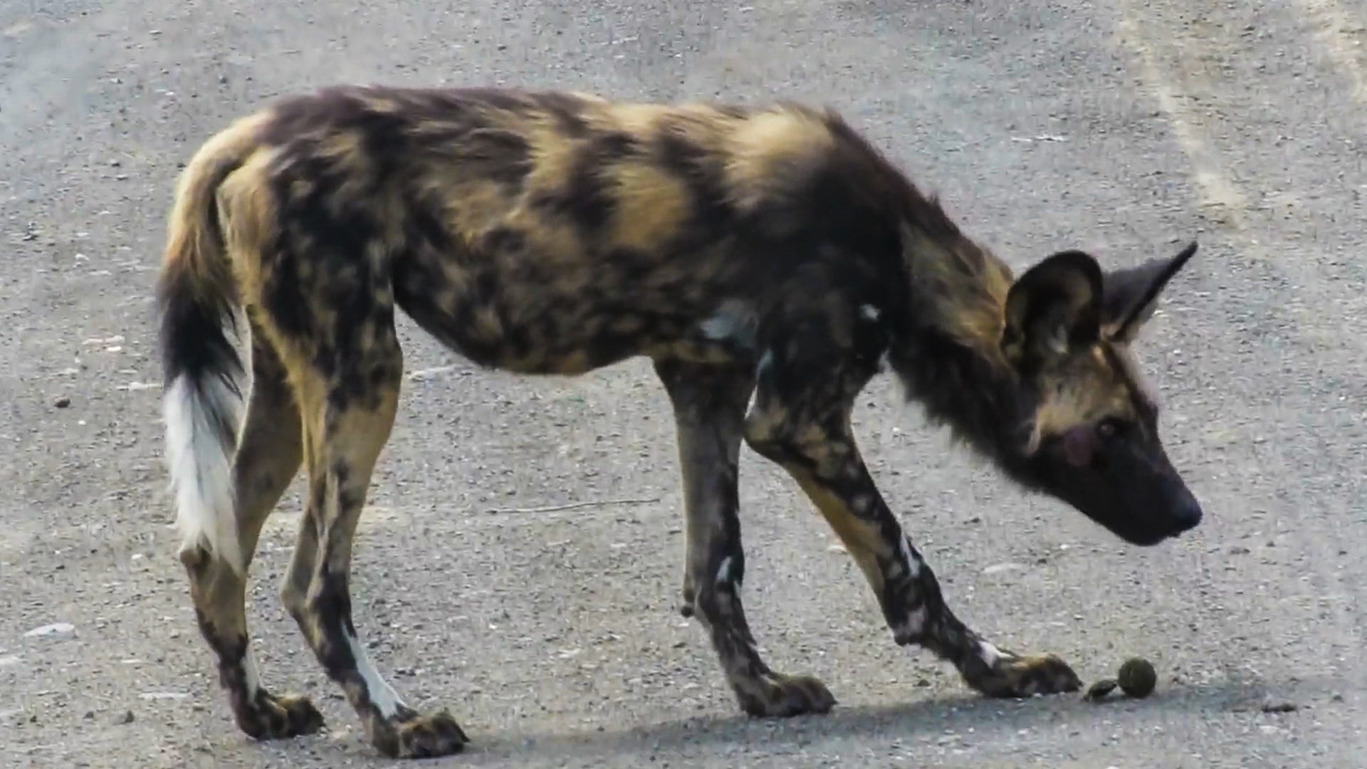 Wild Dog Flattens Giant Dung Beetle
