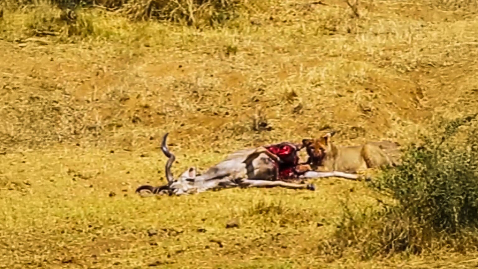Young Lions Eat Kudu Alive On Camera