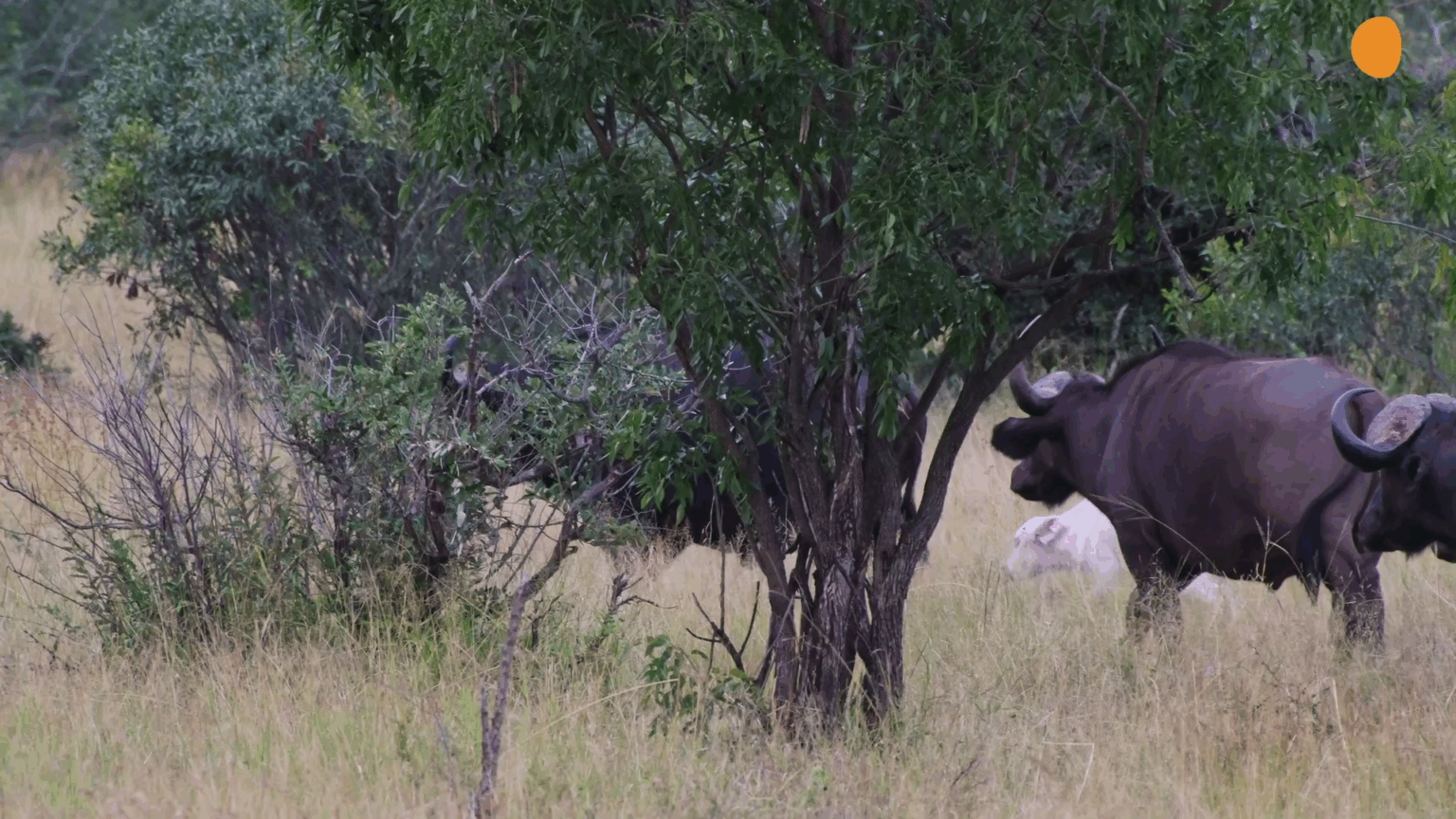Rare White Buffalo Spotted In Kruger Park
