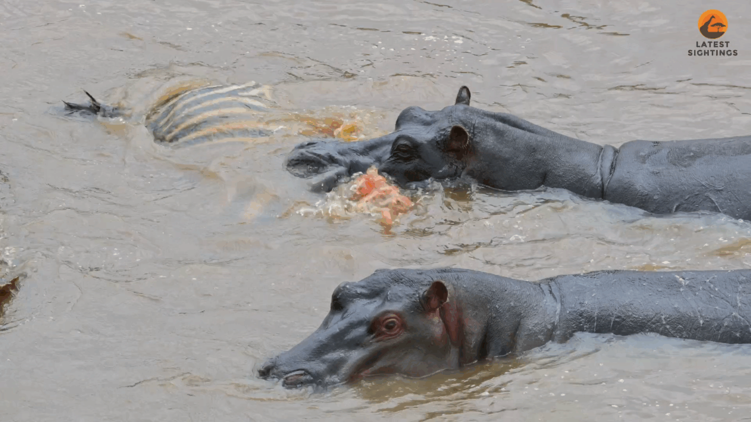 Hippo Feasts On Zebra Carcass In River