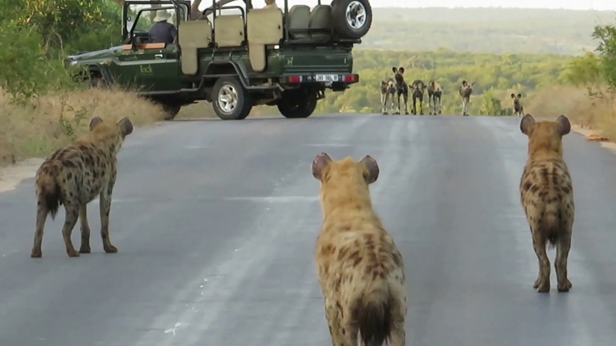 Hyenas Flee as Wild Dog Pack Storms In