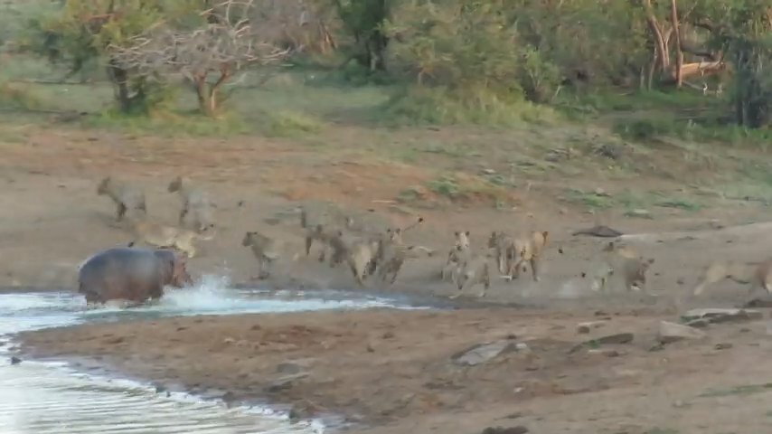 Fifteen Lions or One Hippo - Who’s Boss?