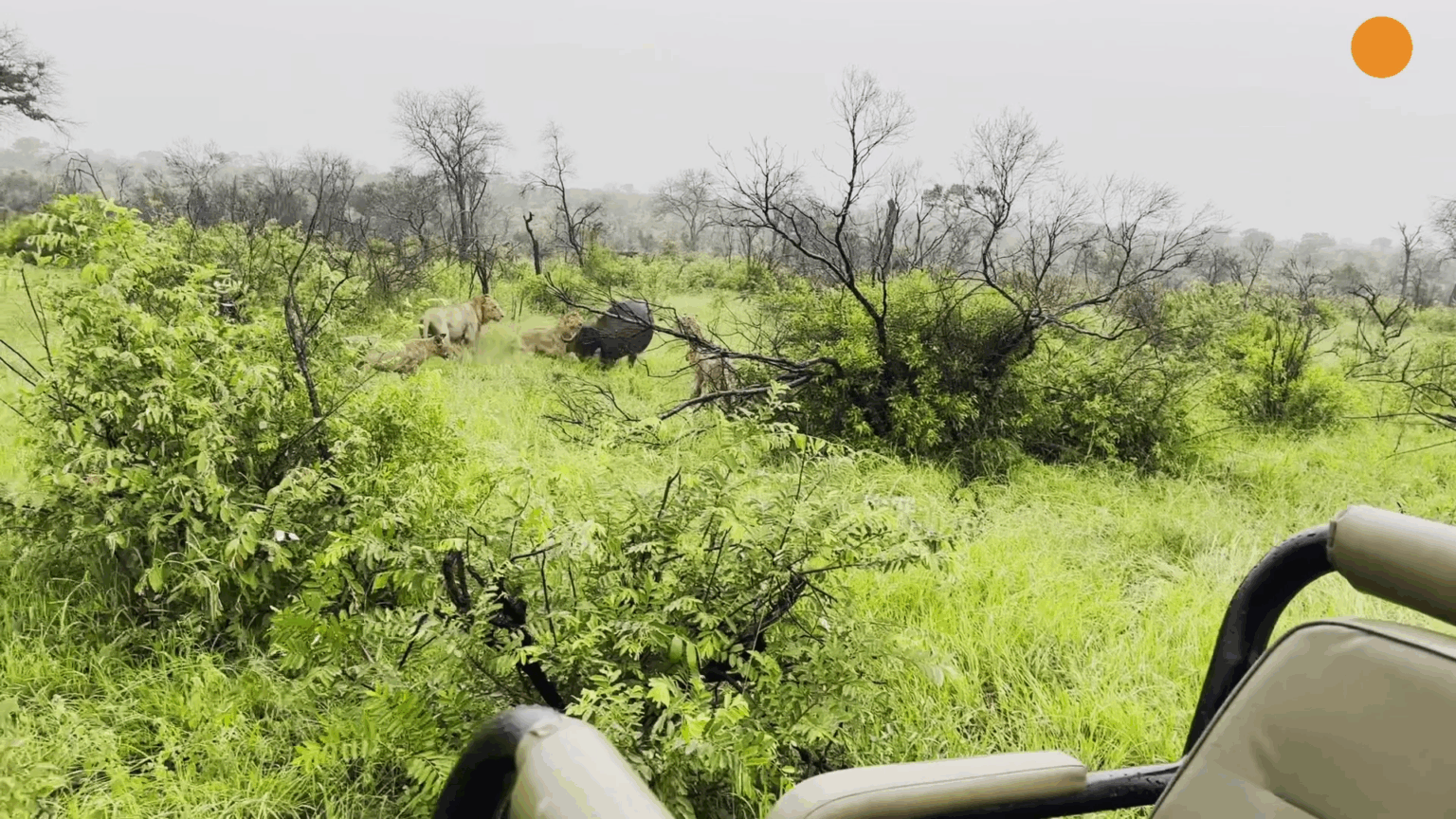 Lions Hunt Buffalo, Then Grab The Calf