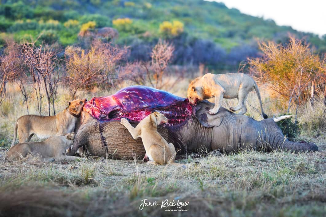 Lions Feast On Elephant Near Manyane Gate