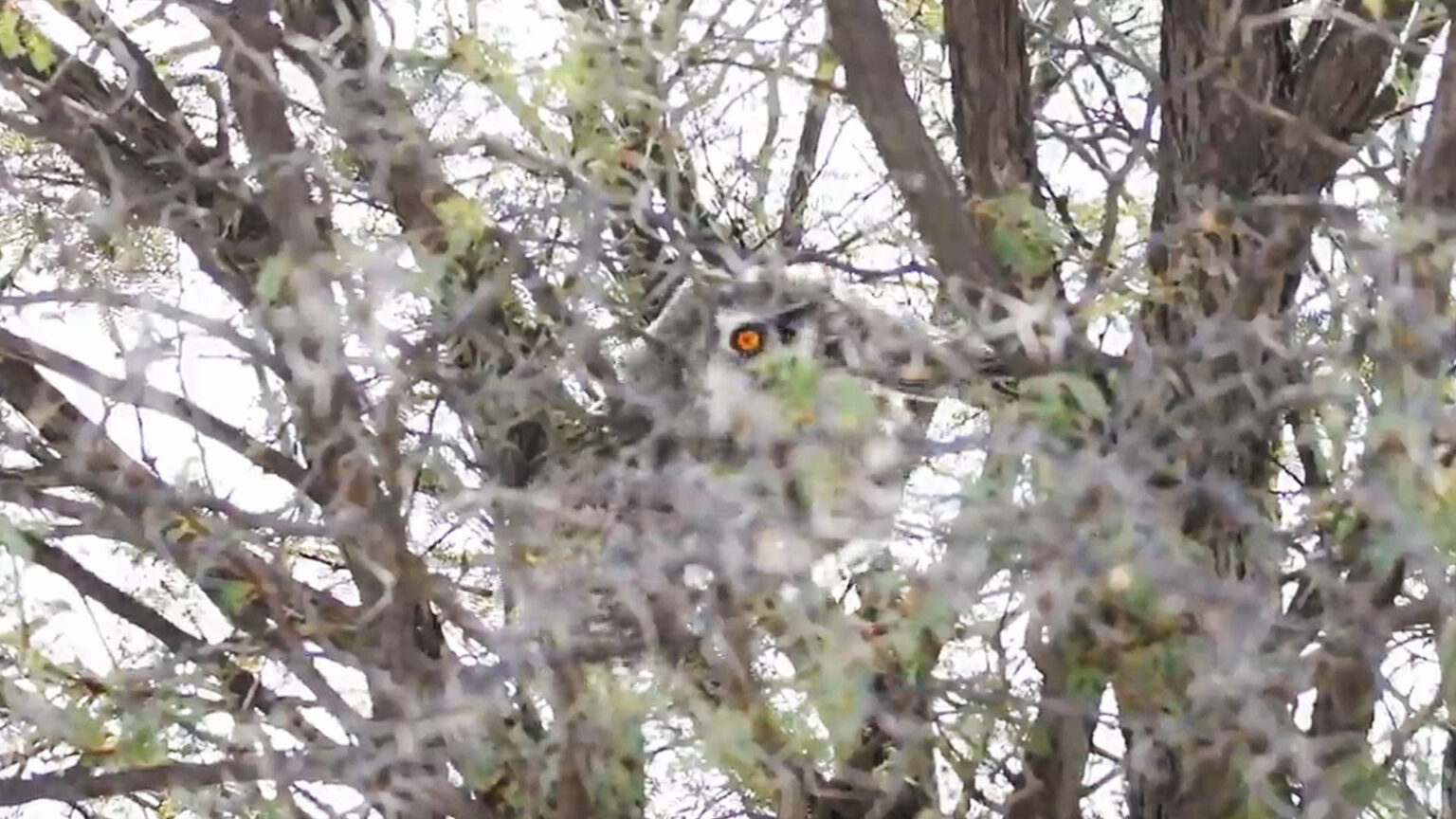 Hawk Attacks And Kills Southern White-Faced Owl