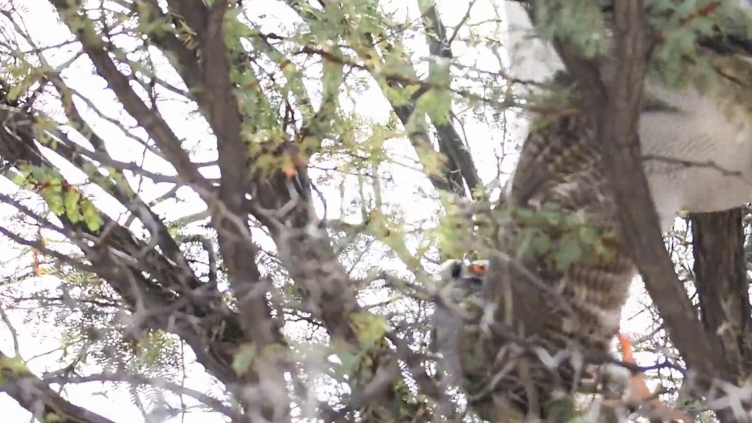 Hawk Attacks And Kills Southern White-Faced Owl