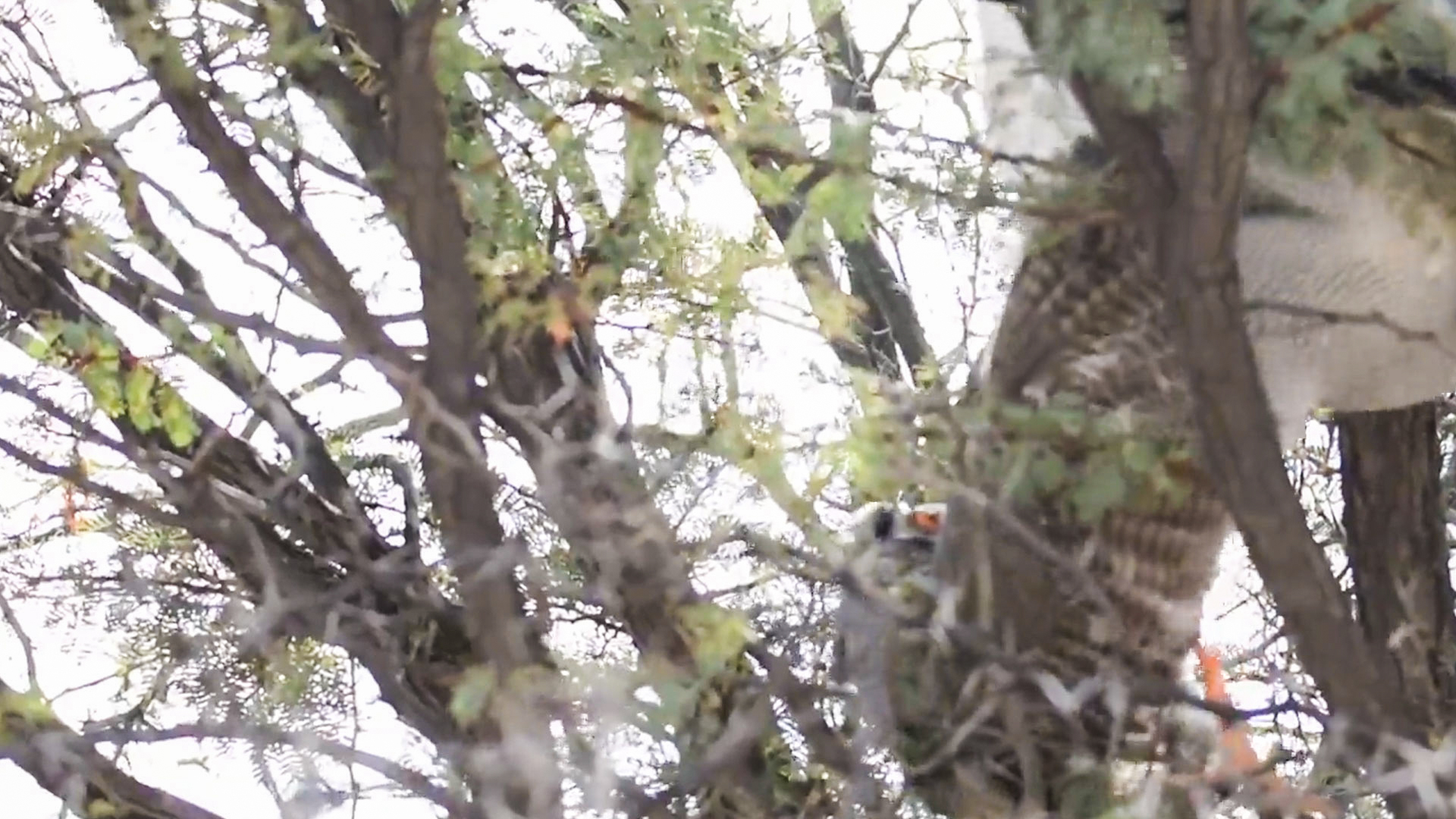 Hawk Attacks And Kills Southern White-Faced Owl