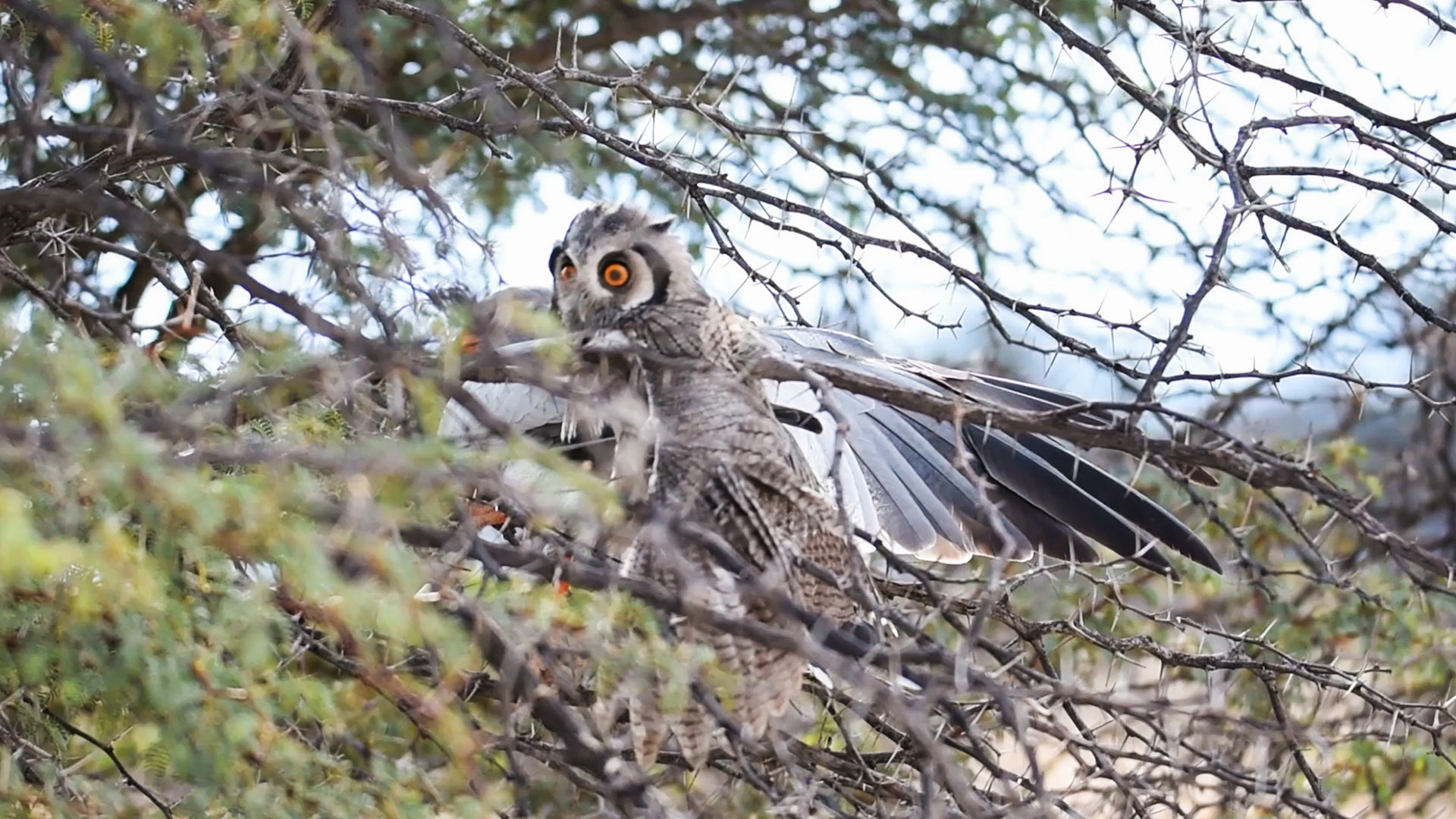 Hawk Attacks And Kills Southern White-Faced Owl