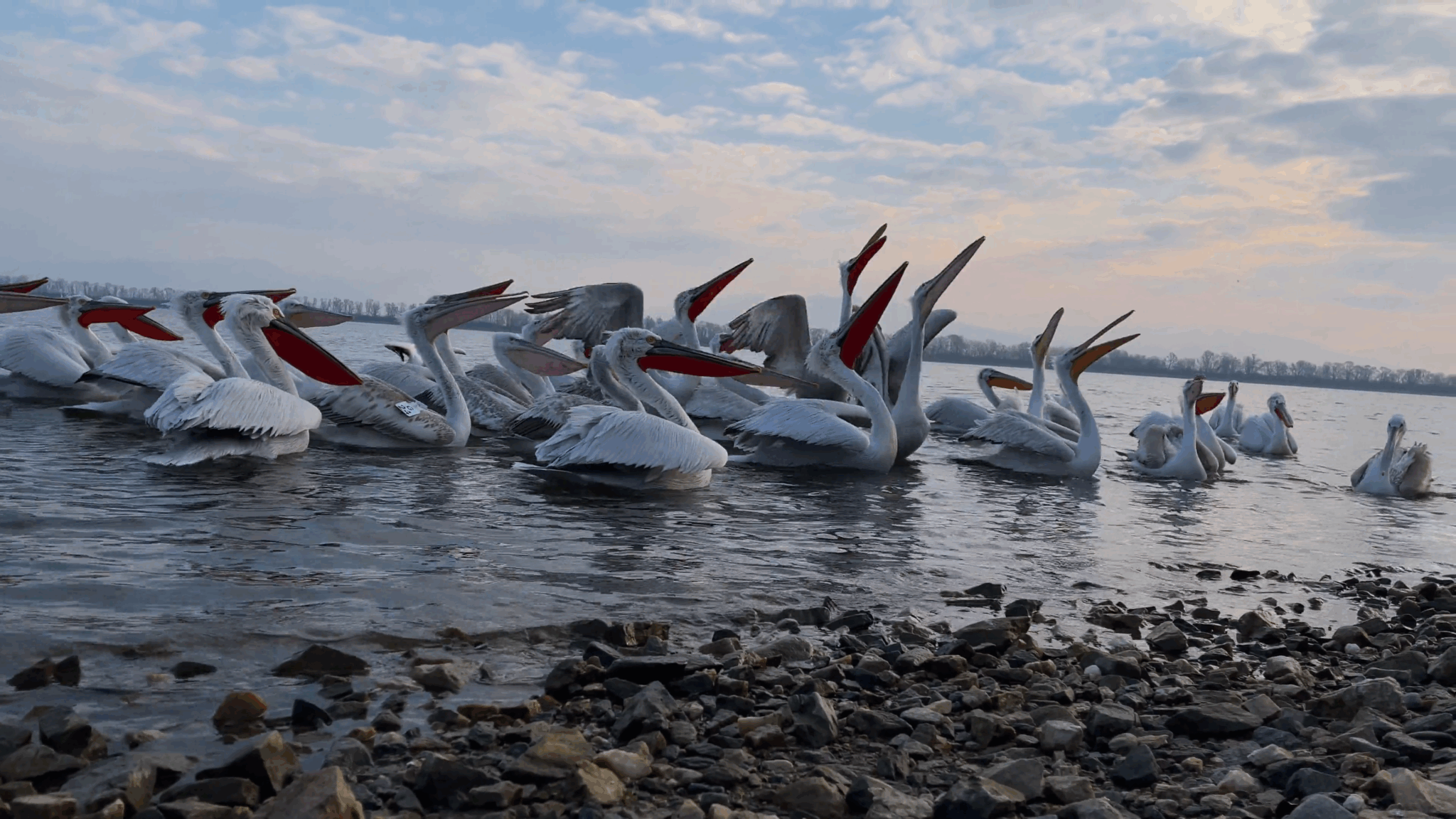 Rare Pelicans Battle It Out Over Fresh Fish