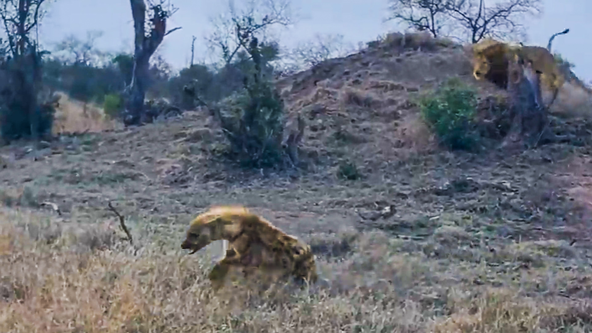 Male Lion Botches Sneak Attack On Hyena