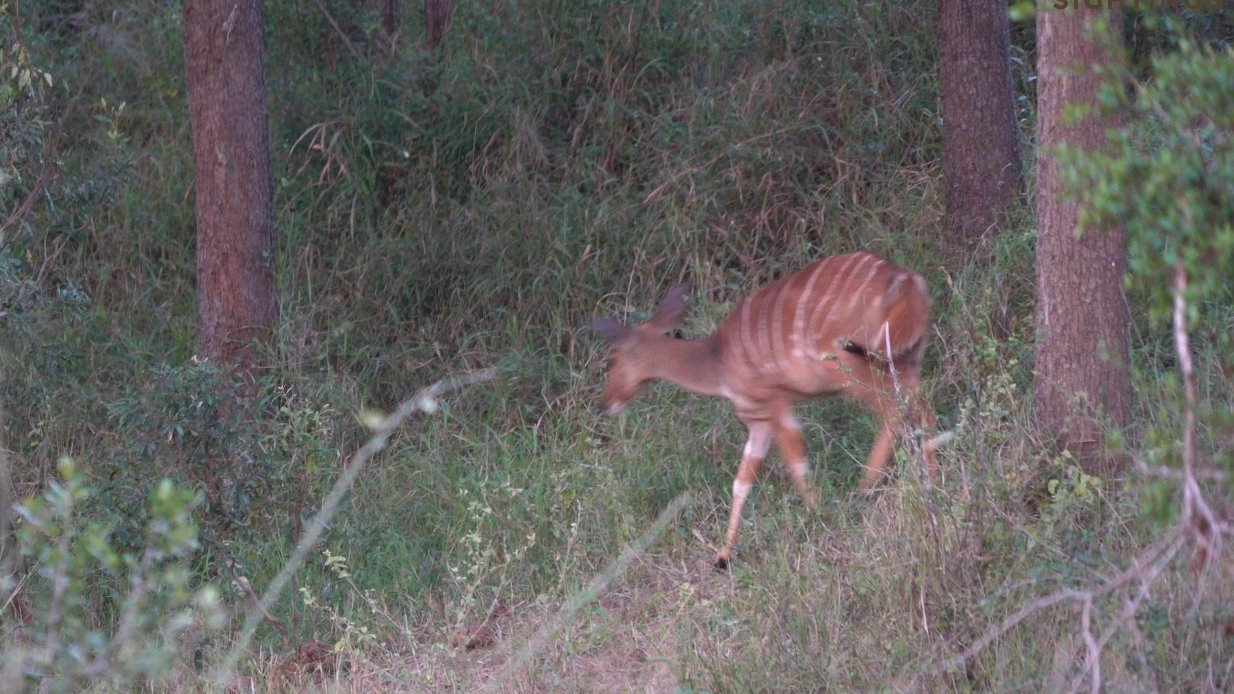 Leopard Misses Its Prey by a Split Second