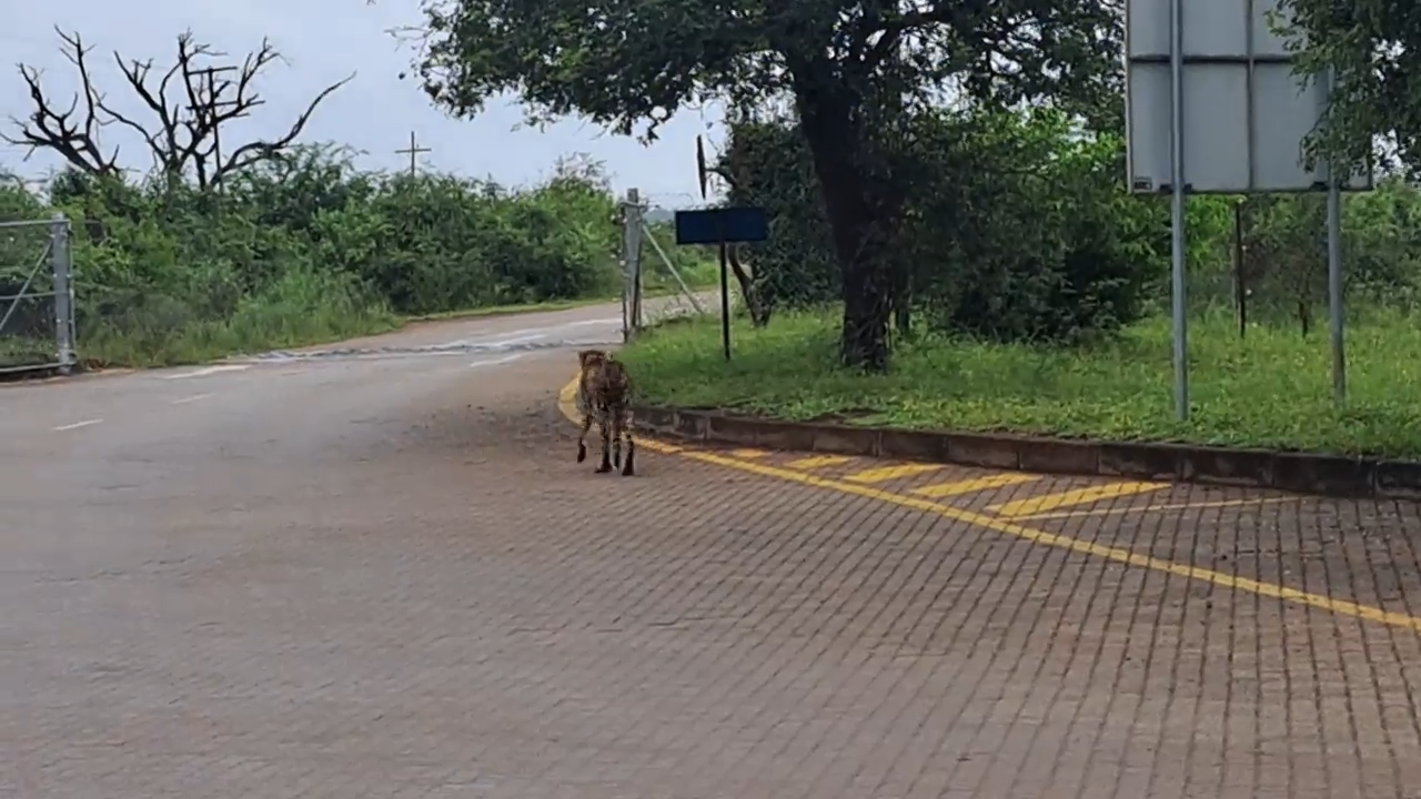 Cheetah Strolls In And Out Of Crocodile Bridge