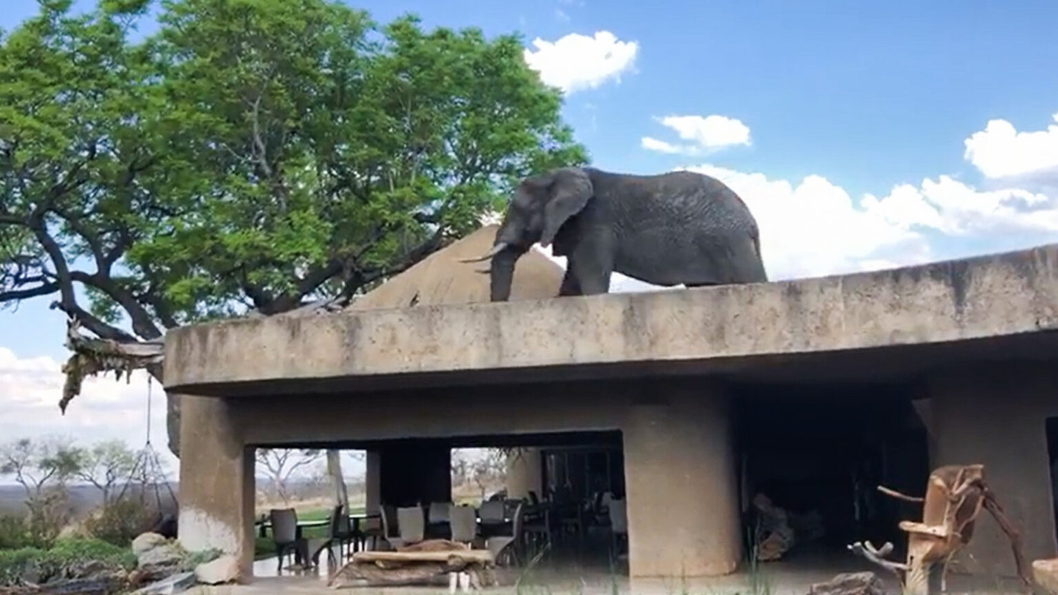 Elephant Casually Walks On A House Roof In Unlikely Encounter