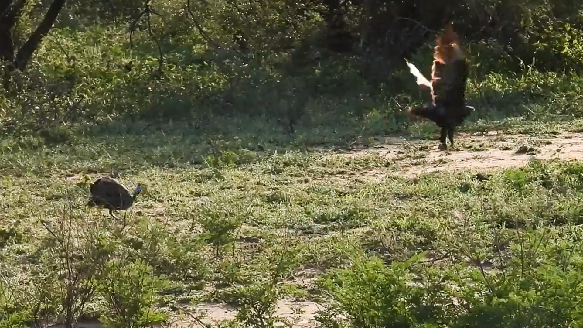 Incredible Moment as Two Guinea Fowls Drive Away a Brown Snake Eagle