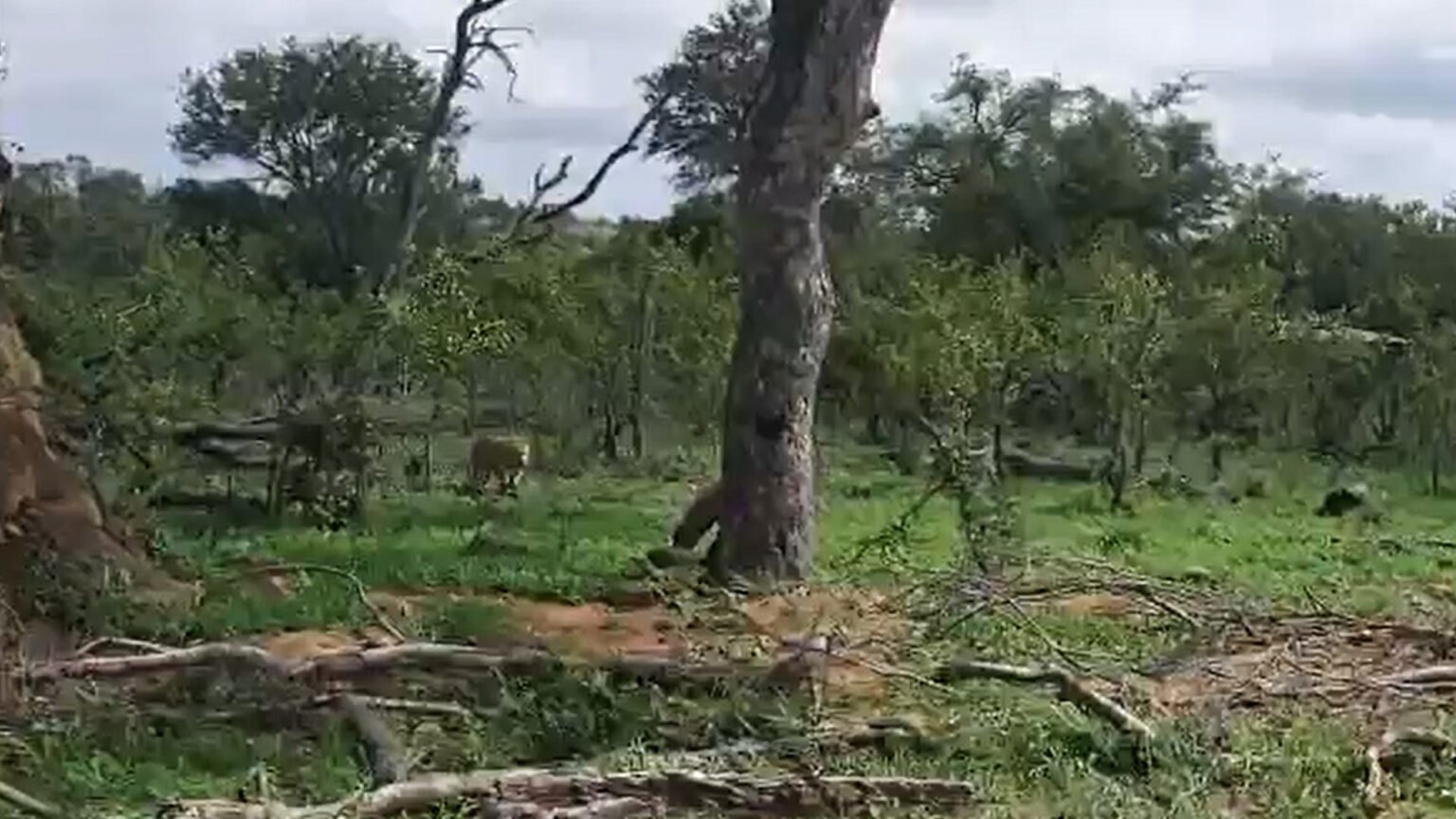 Leopard Tolerates Hyena Just Long Enough Before Climbing with Kill