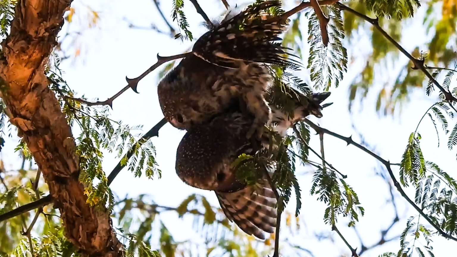 Witnessing the Elusive Mating Display of Pearl-Spotted Owls
