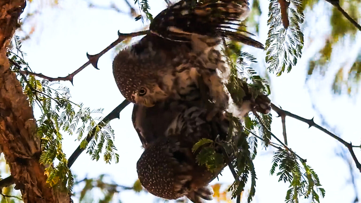 Witnessing the Elusive Mating Display of Pearl-Spotted Owls