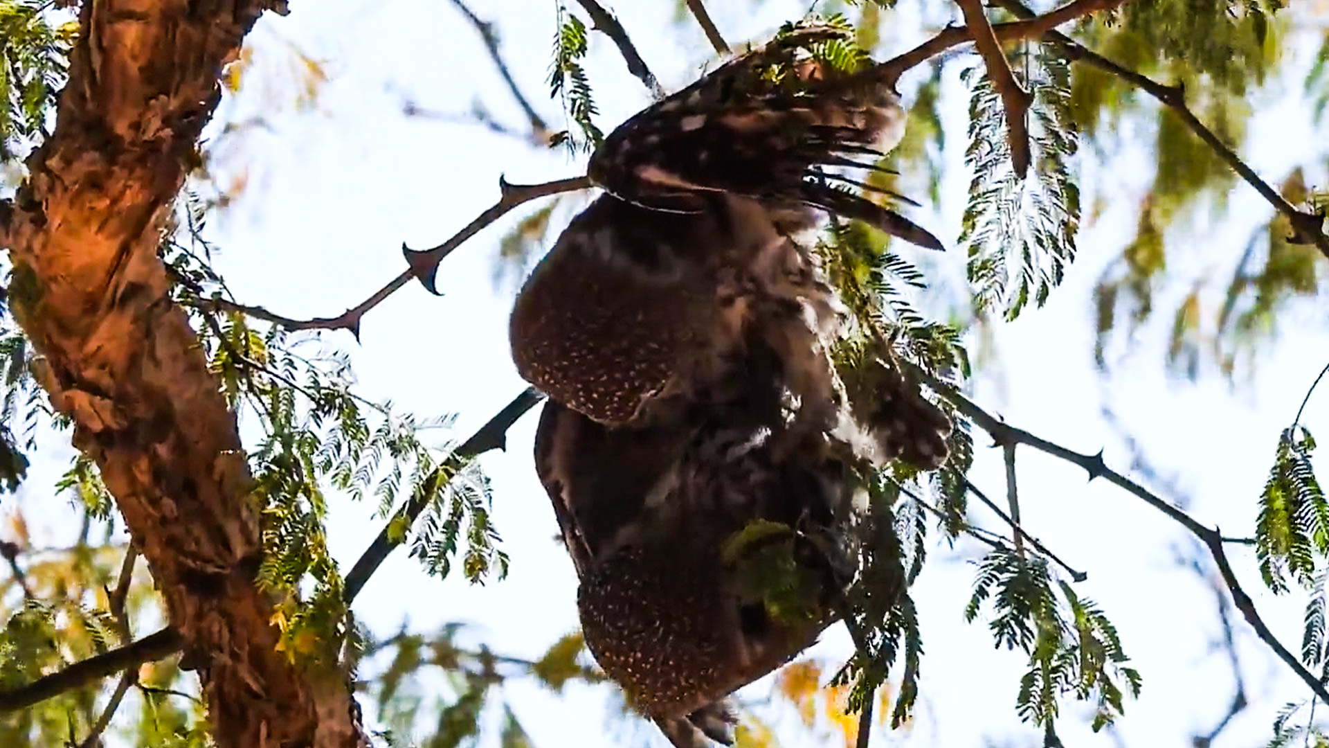 Witnessing the Elusive Mating Display of Pearl-Spotted Owls