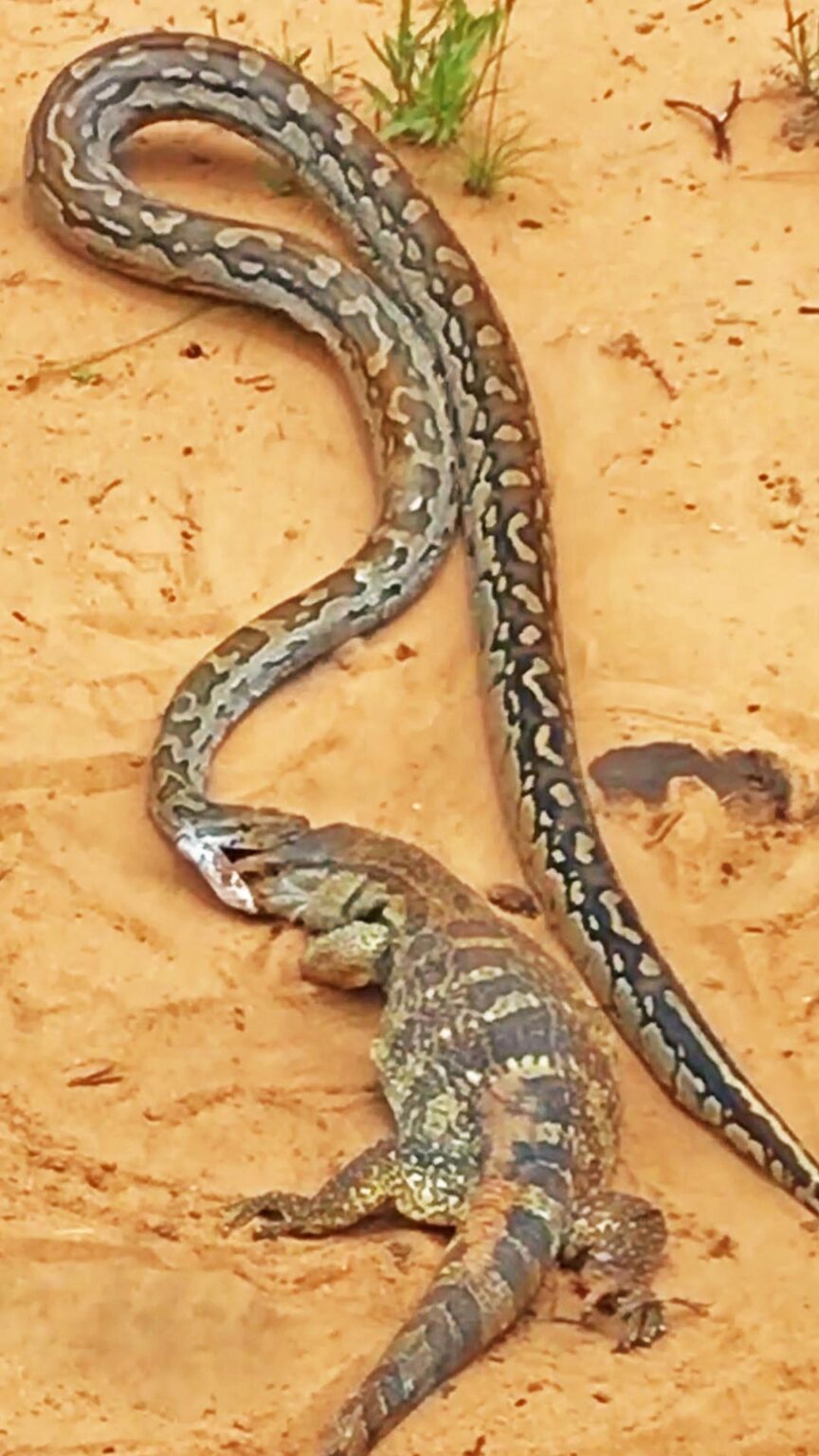 Monitor Lizard No Match for African Rock Python