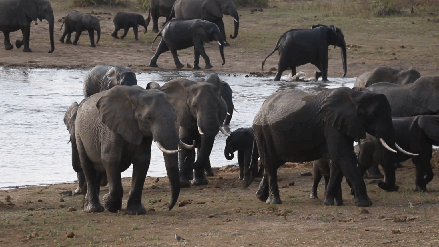 Three-Legged Elephant Stays Strong with Her Herd