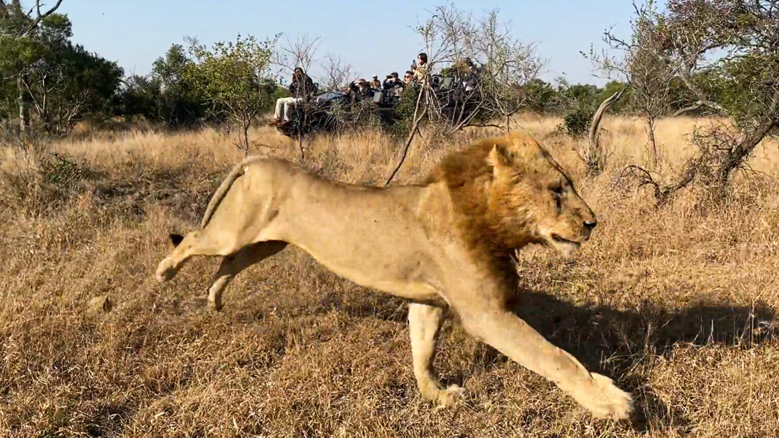 Lions on the Run: Single Male Fleeing from Two Challengers