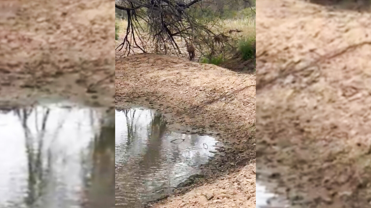 Unusual Catch: Hyena Pulls a Fish from the Water