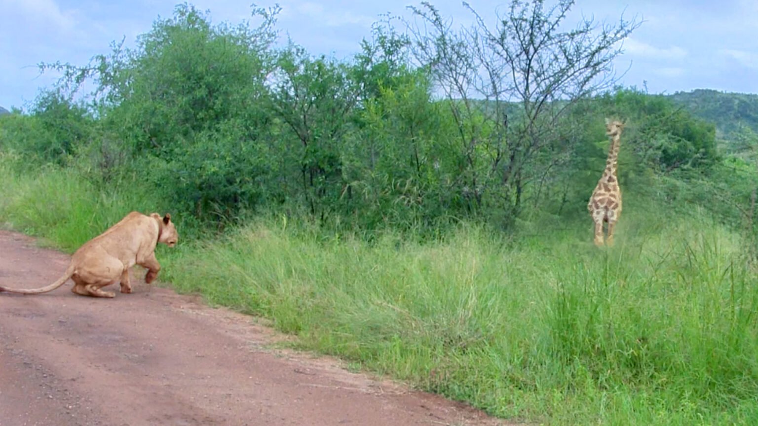 Lioness Stalks and Catches Abandoned Baby Giraffe