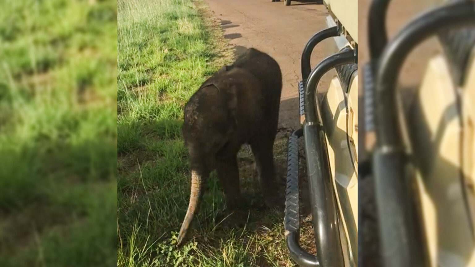 Elephant Mom Pulls Calf Away from Safari Vehicle