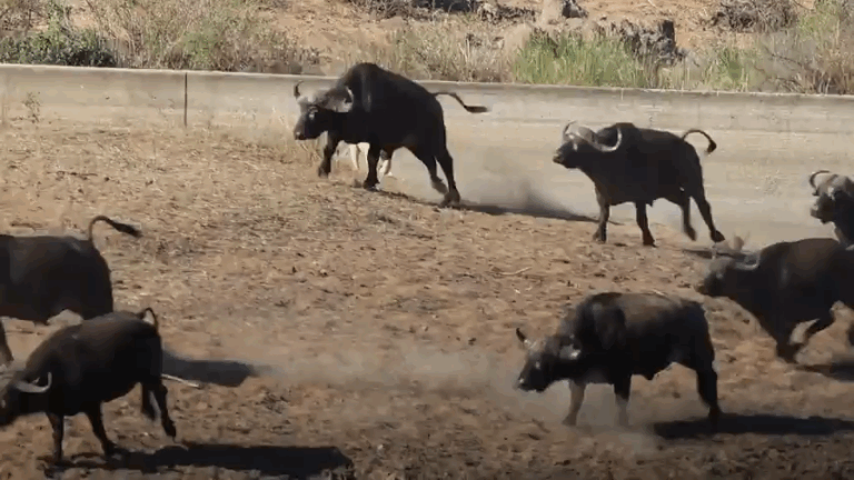 Lioness Tries Her Luck Chasing Herd of Buffalo
