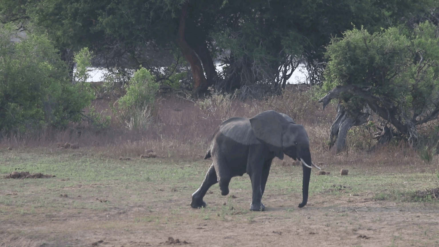 Three-Legged Elephant Stays Strong with Her Herd