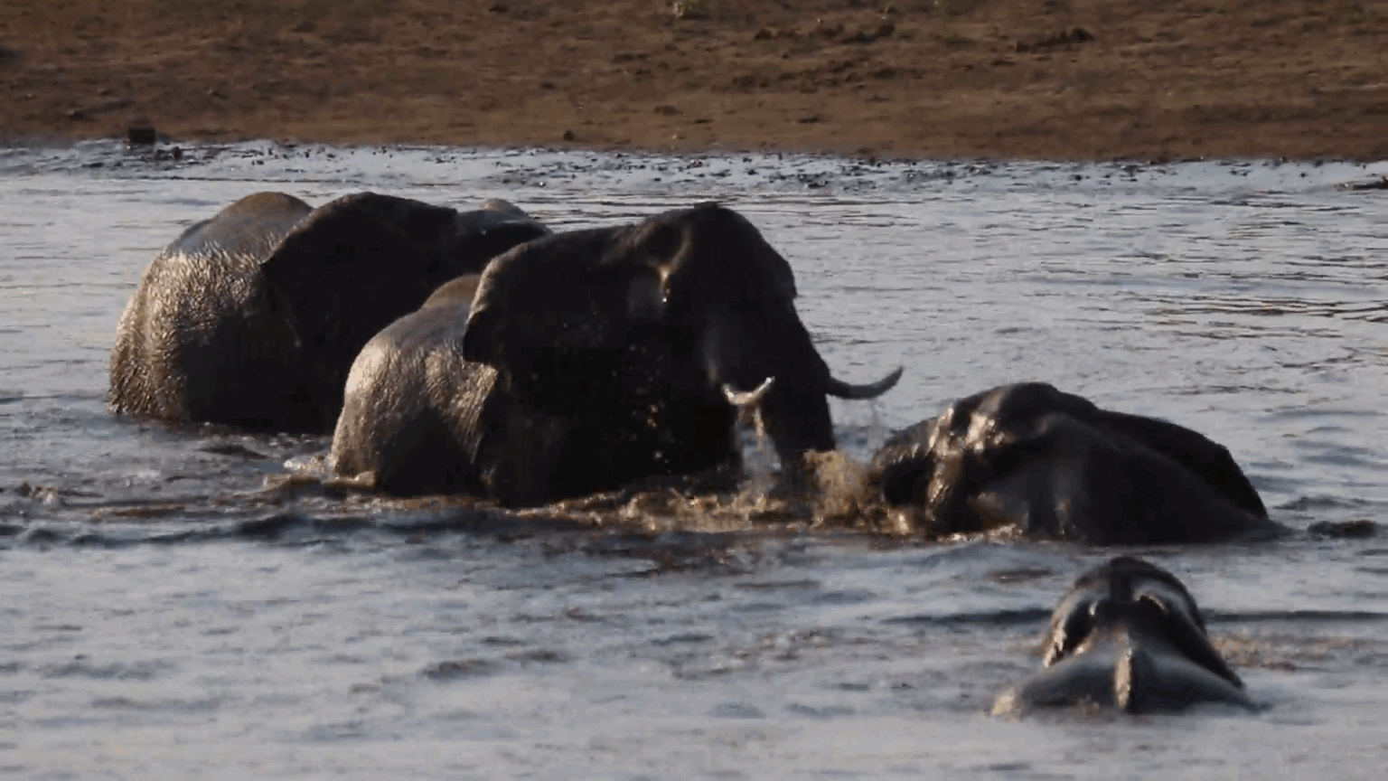 Three-Legged Elephant Stays Strong with Her Herd
