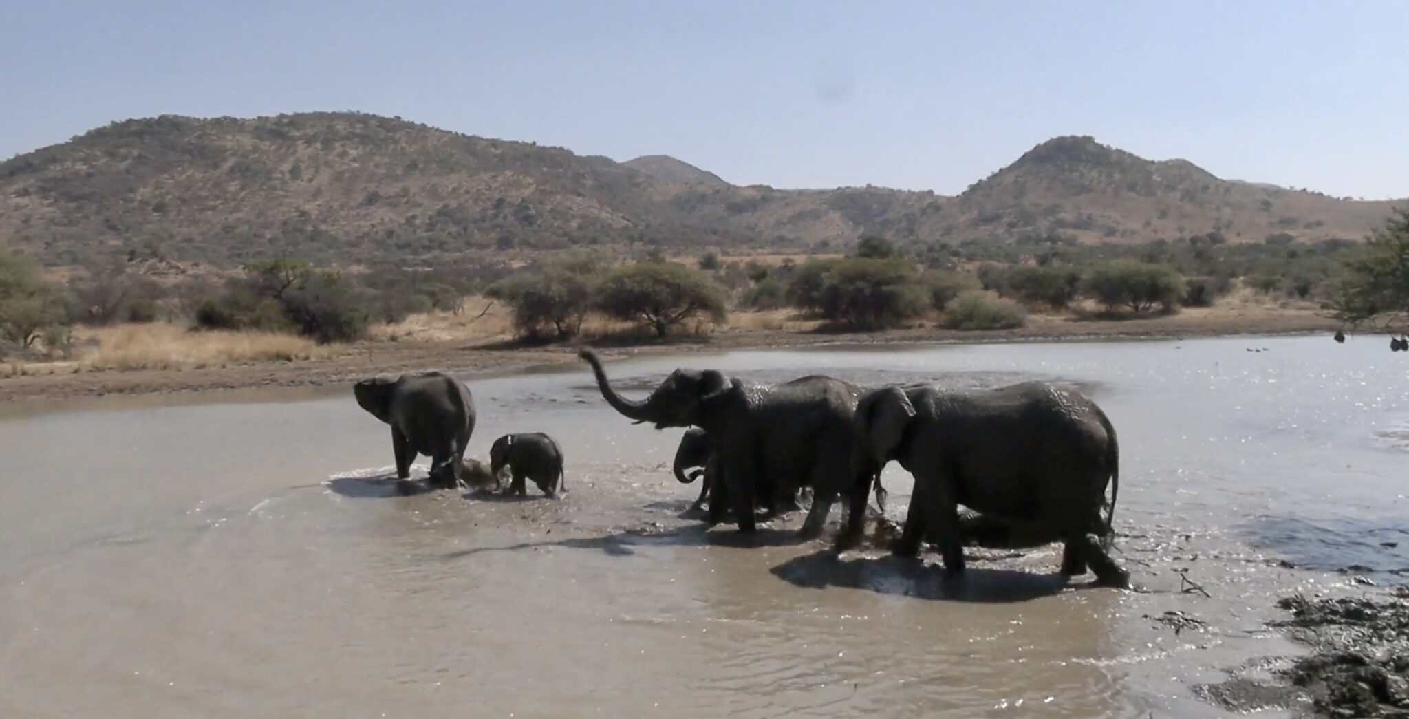 Baby Elephant DEFENDS Family Mud Bath From Sneaky Impala