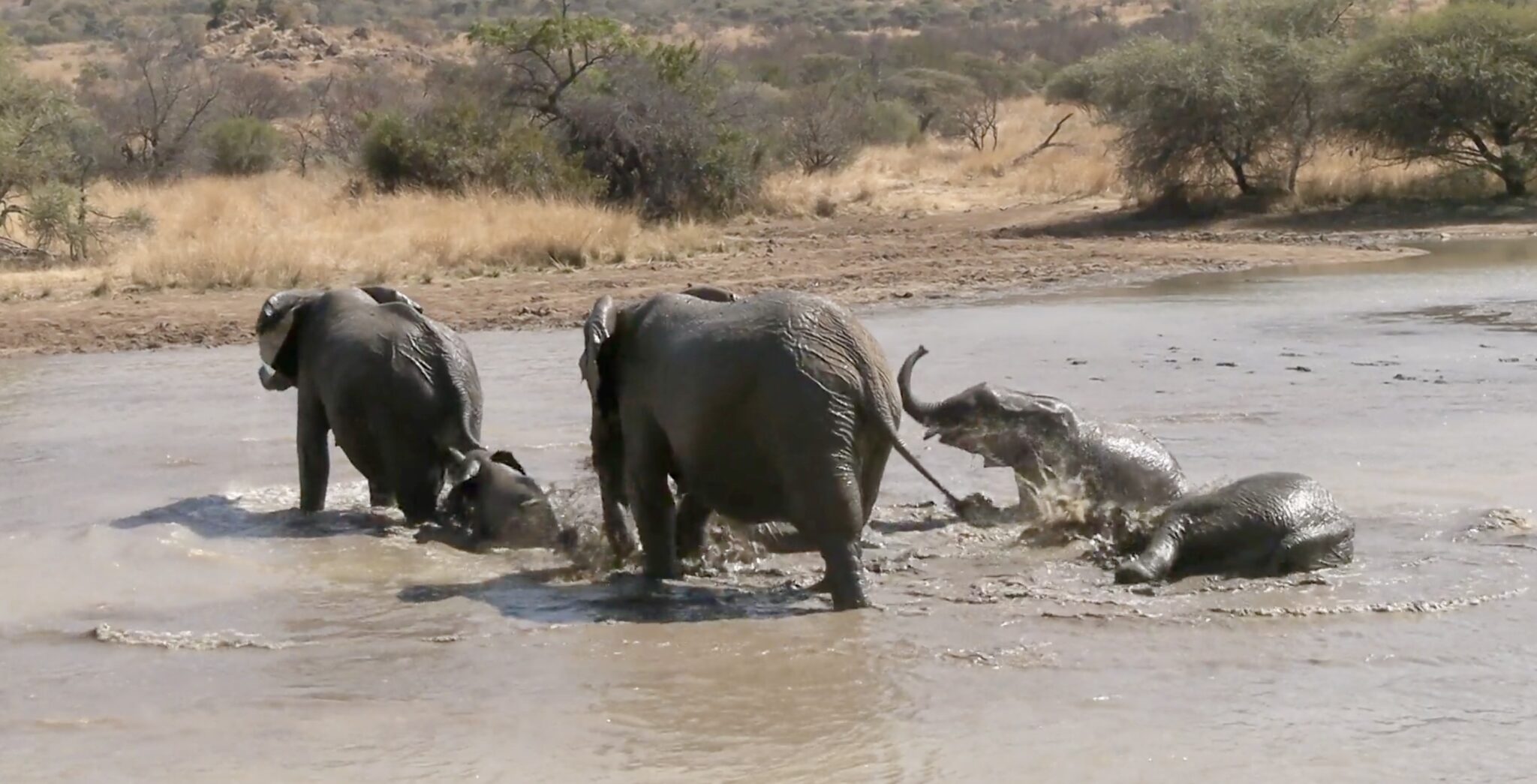 Baby Elephant DEFENDS Family Mud Bath From Sneaky Impala