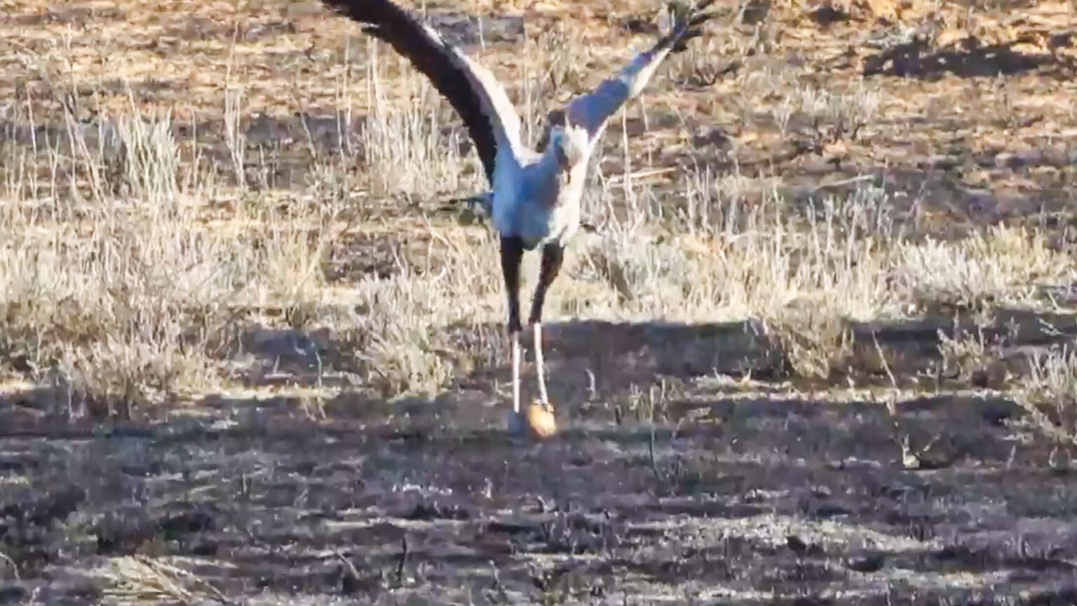 Secretary Bird Shows Off Soccer Skills in the Field