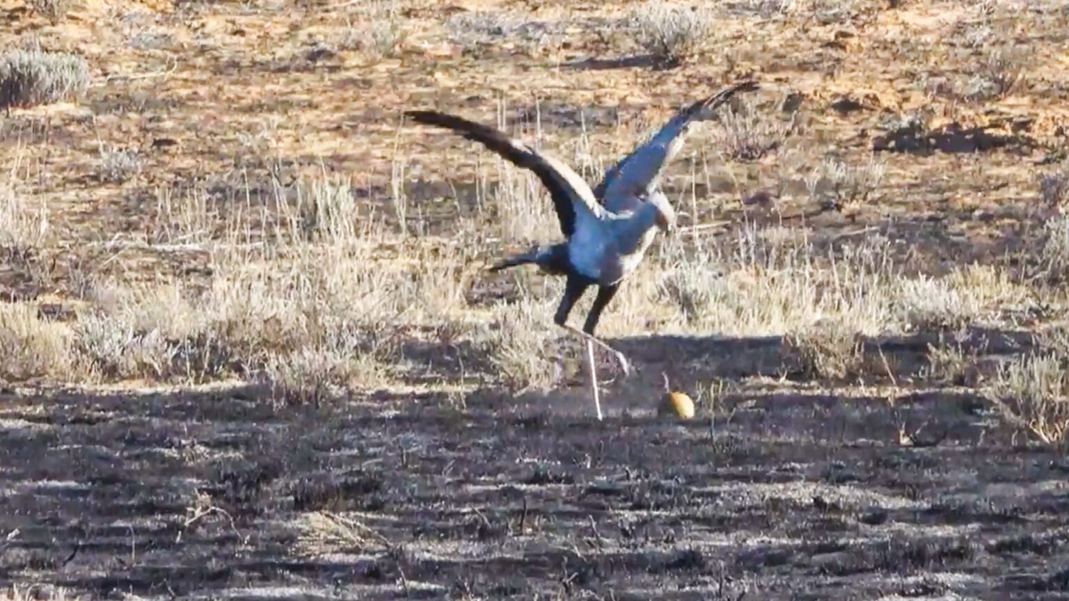Secretary Bird Shows Off Soccer Skills in the Field
