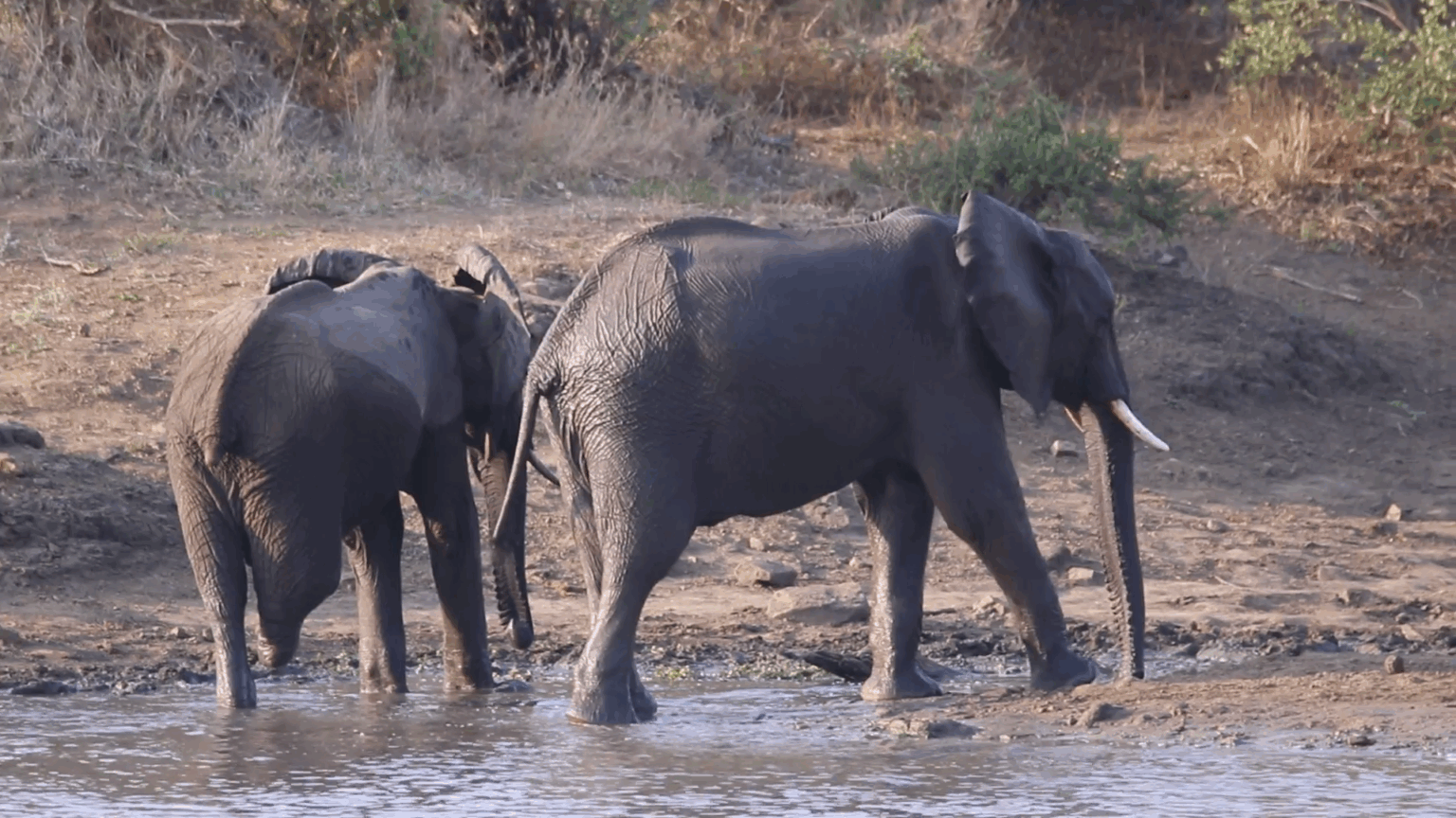 Three-Legged Elephant Stays Strong with Her Herd