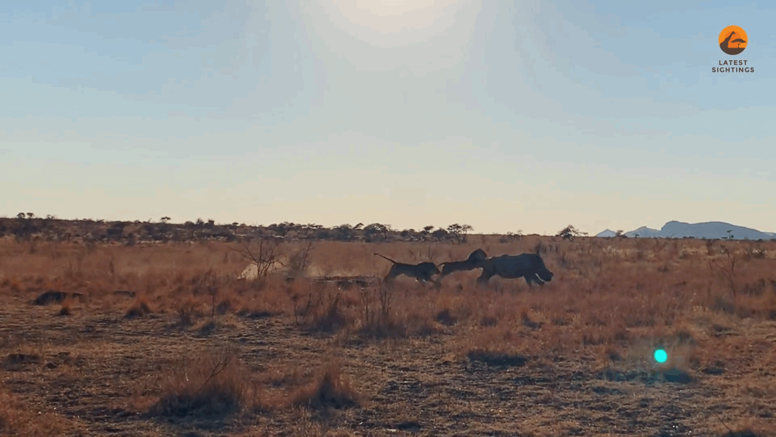 Lions Target Hornless Rhino but Reinforcements Turn the Tables