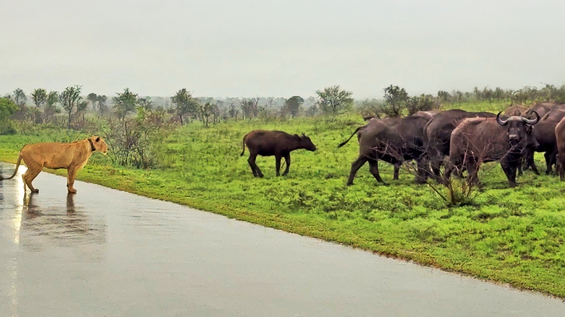Buffalos Leave Slow Calf Behind to Face a Lioness by Itself