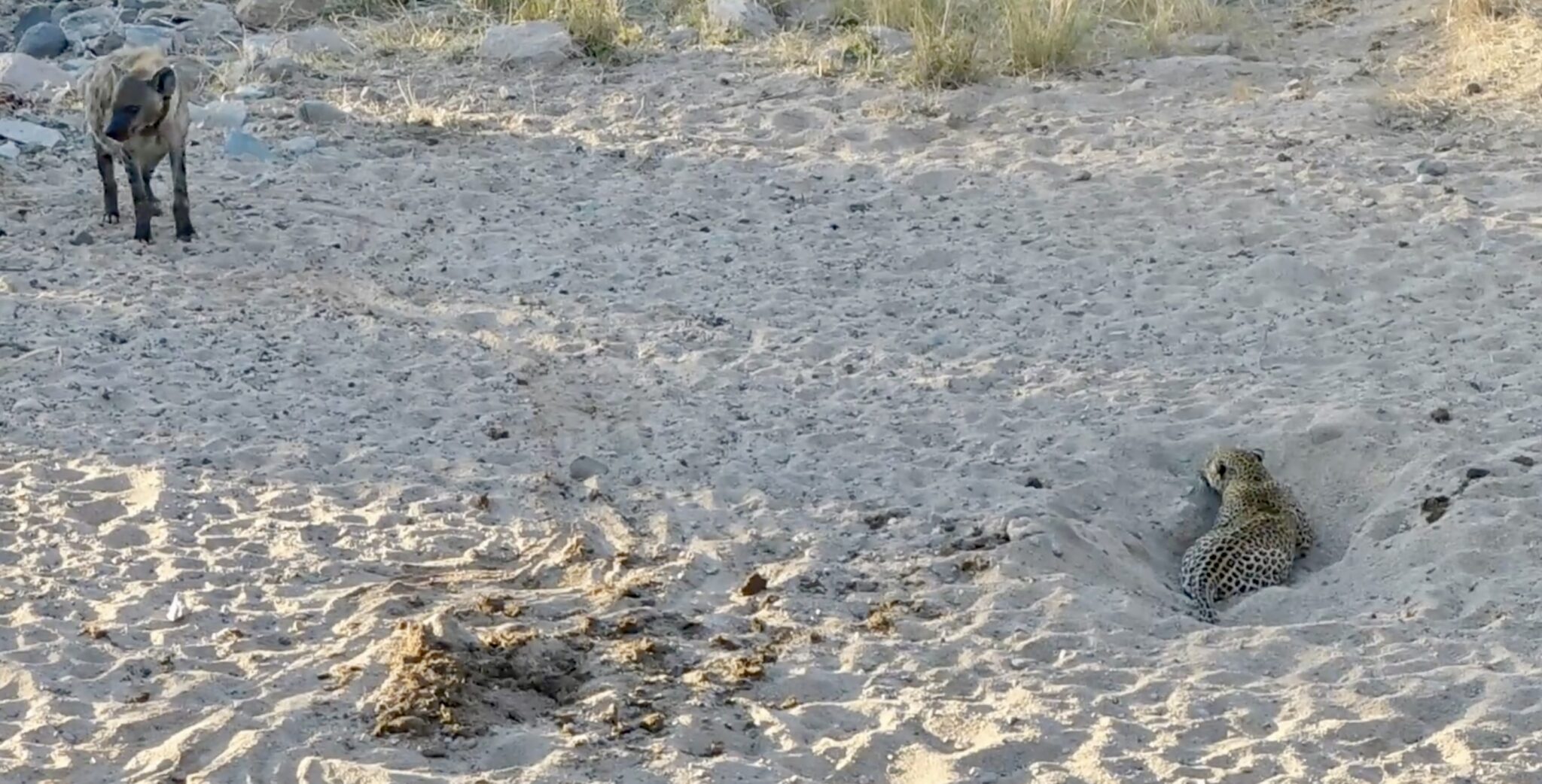 Leopard Hides in Hole to Steal Hyena’s Catch