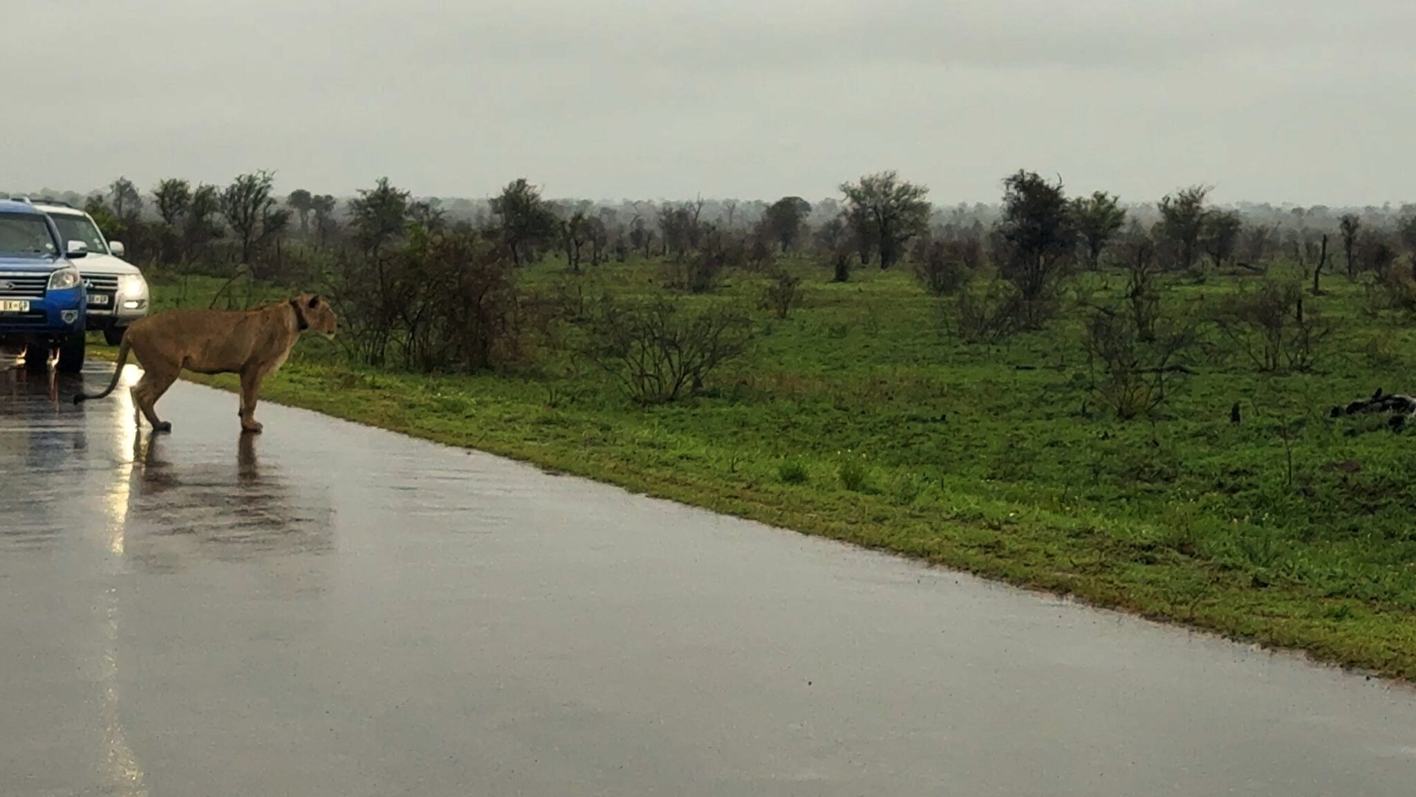 Buffalos Leave Slow Calf Behind to Face a Lioness by Itself