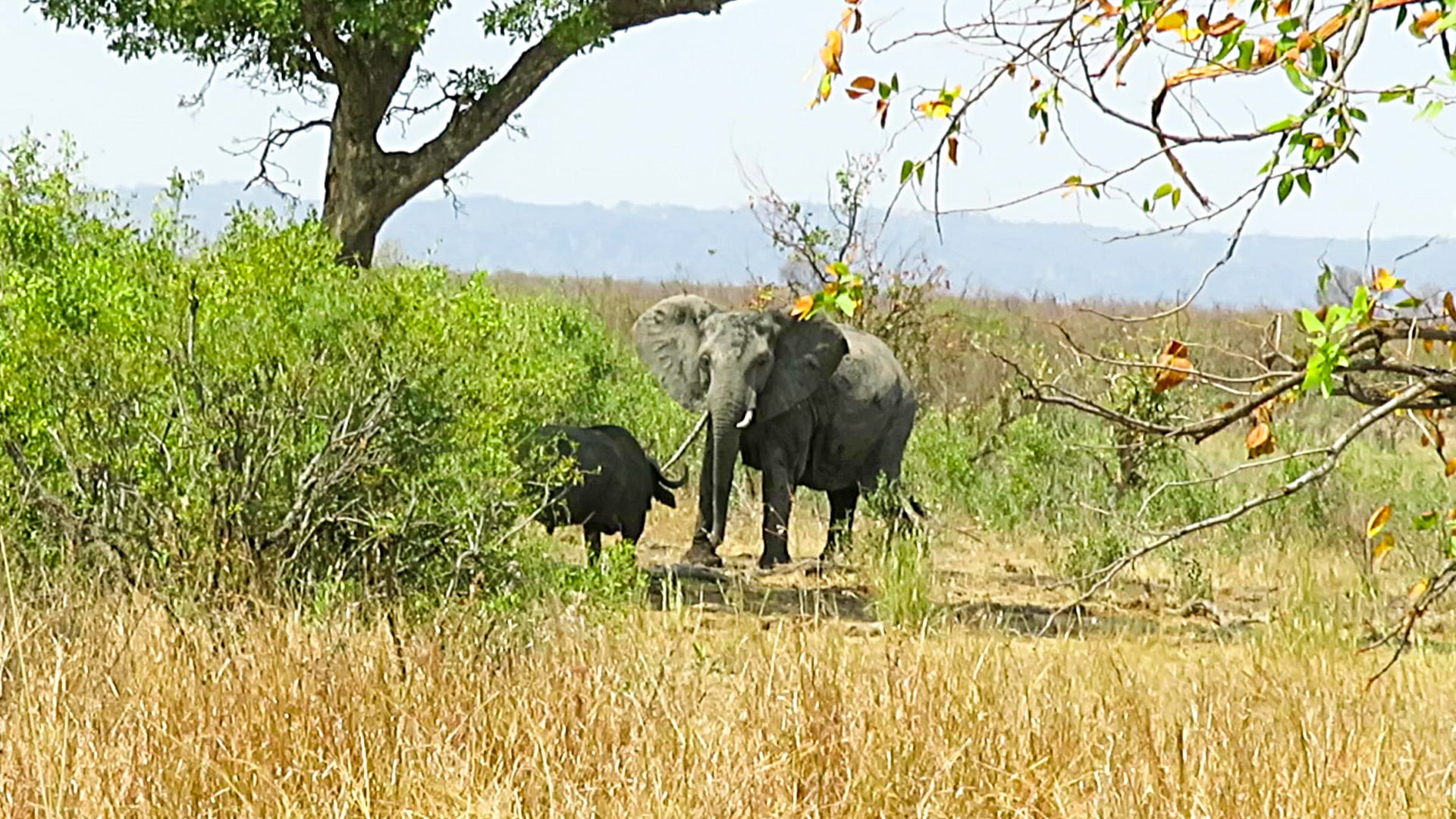 Brave Buffalo Stands Ground Against an Elephant
