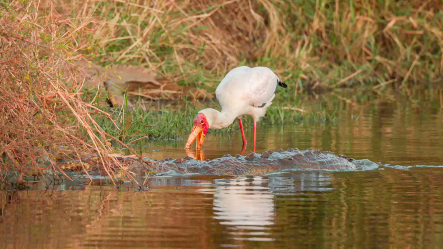 Crocodile and Yellow-Billed Stork Catch Fish Together